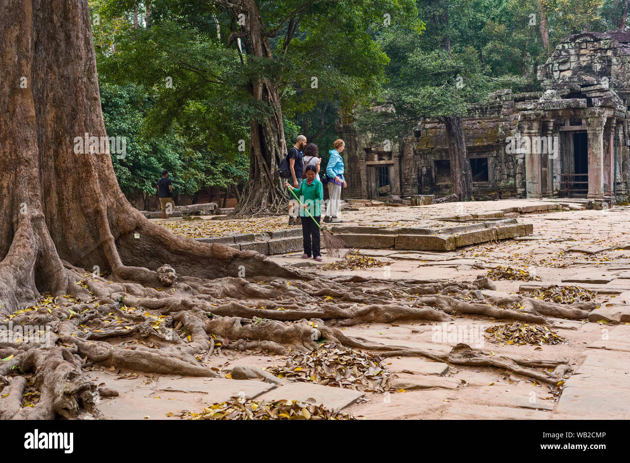 Tree roots over rock hi-res stock photography and images - Alamy