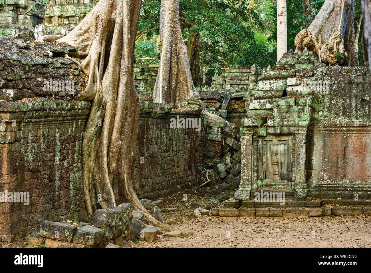 Tetrameles nudiflora is the famous spung tree growing in the Ta Prohm ...