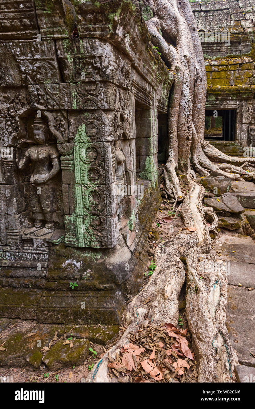 Tetrameles nudiflora is the famous spung tree growing in the Ta Prohm ...