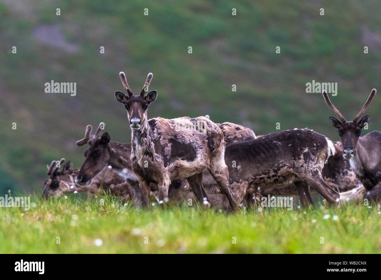 Porcupine caribou migration hi-res stock photography and images - Alamy