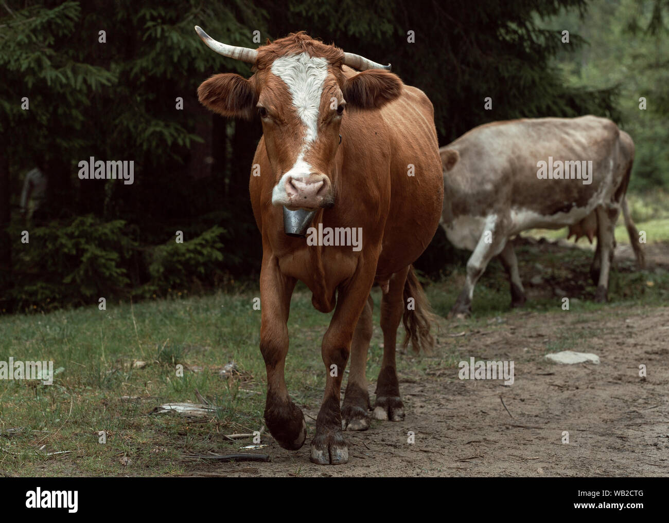 Dairy walk hi-res stock photography and images - Alamy