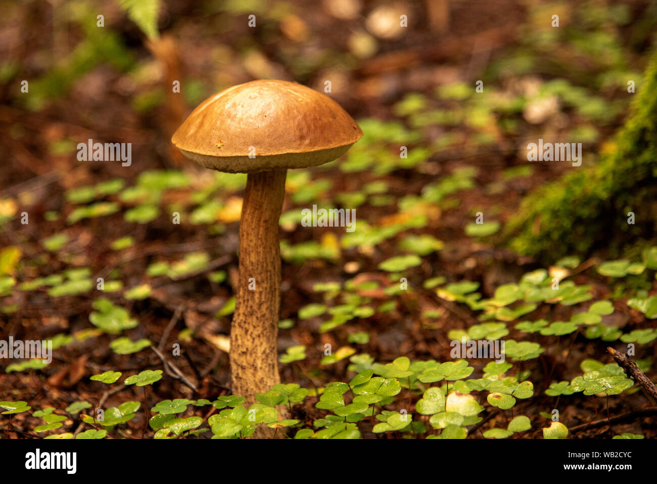 Mushroom boletus growing in the forest.Photographed on a blurred ...