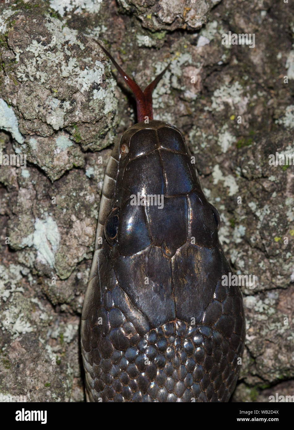 Black Rat Snake, Pantherophis obsoletus, flicking tongue while climbing ...