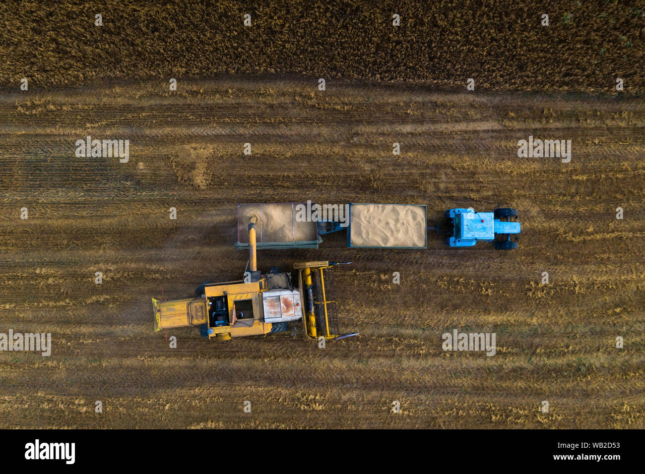 Blue tractor with trailers. Harvester. Field of ripe wheat. Farmers ...