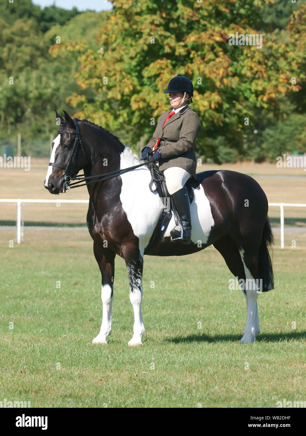 A beautiful turned out horse and rider in the show ring Stock Photo - Alamy
