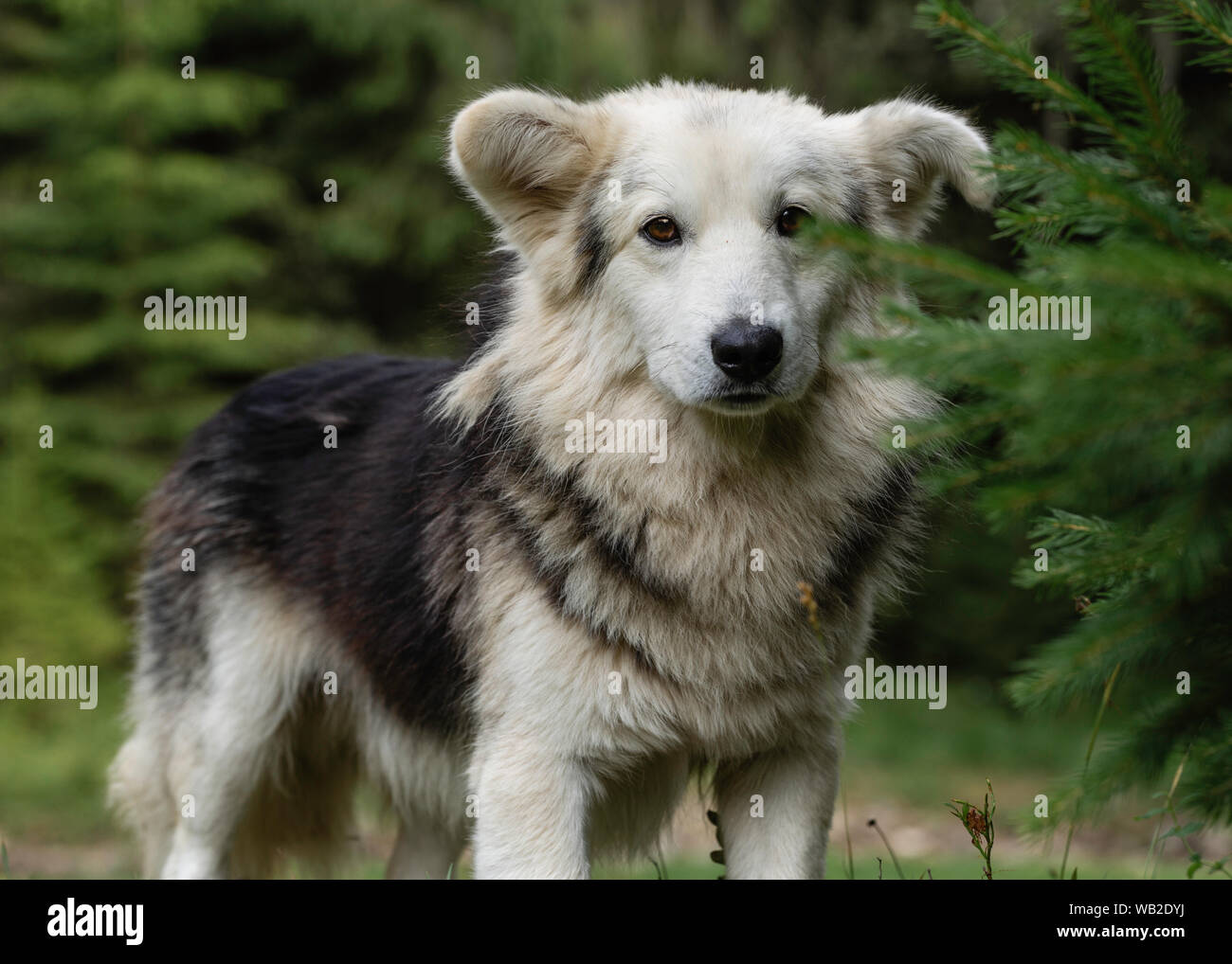 Cute dog in the forest near the campsite Stock Photo - Alamy