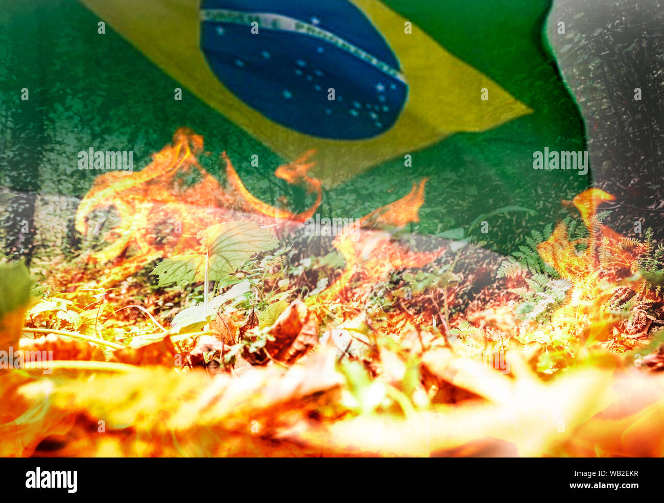 Brazilian fire tree hi-res stock photography and images - Alamy