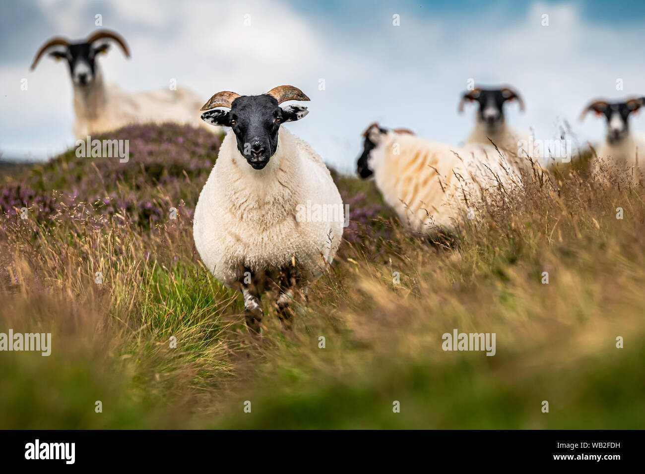 Black Moorland Sheep High Resolution Stock Photography and Images - Alamy