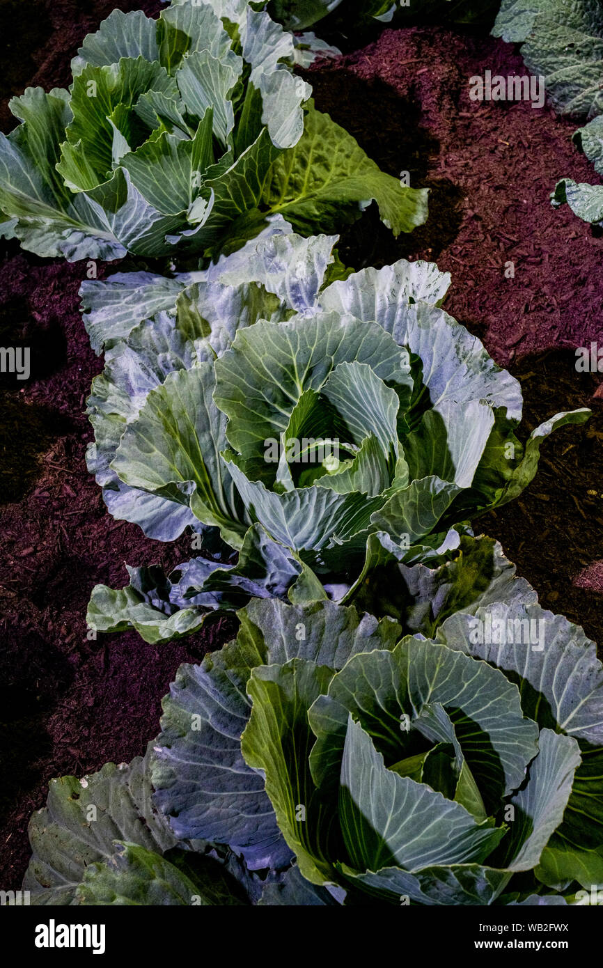 Garden cabbage hi-res stock photography and images - Alamy
