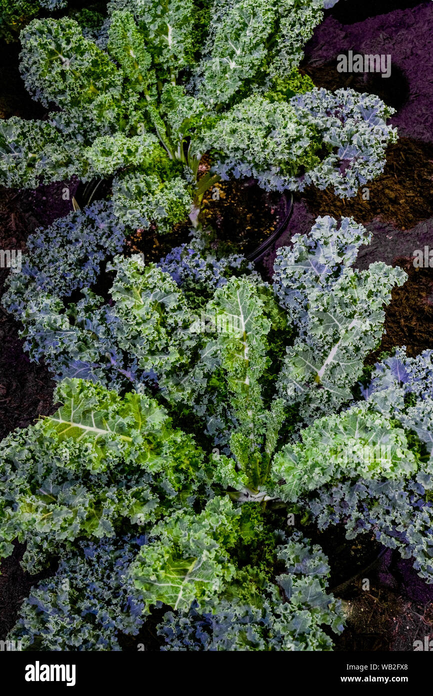 Urban vegetable farming hi-res stock photography and images - Alamy