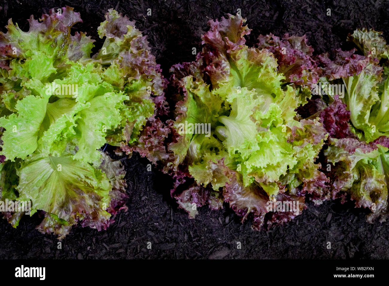 Lettuce and vegetables hi-res stock photography and images - Alamy
