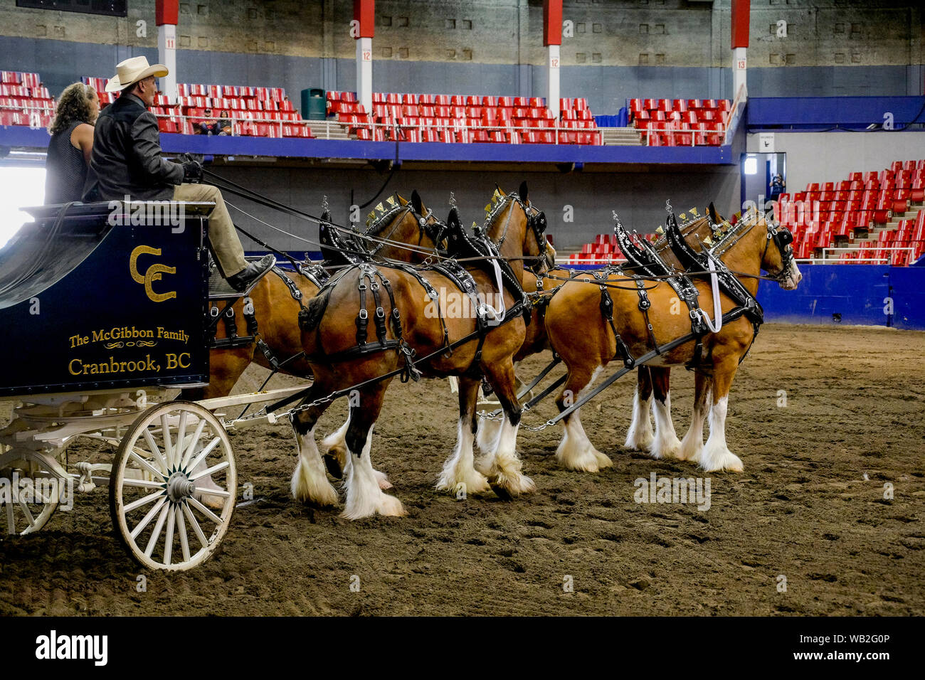 Team clydesdale hi-res stock photography and images - Alamy