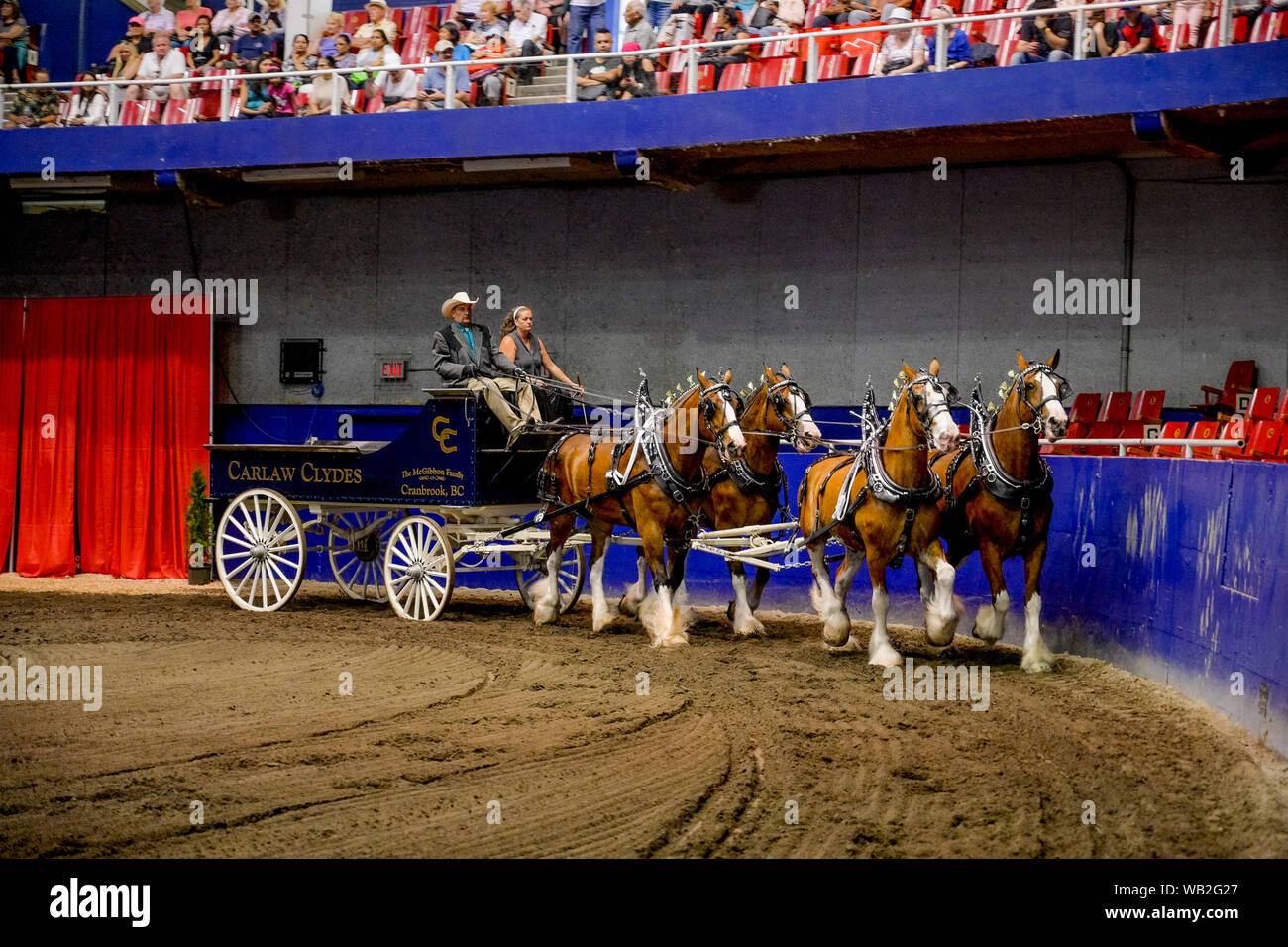 Carlaw Clydes, Clydesdale horses pulling wagon, PNE, Agrodome ...