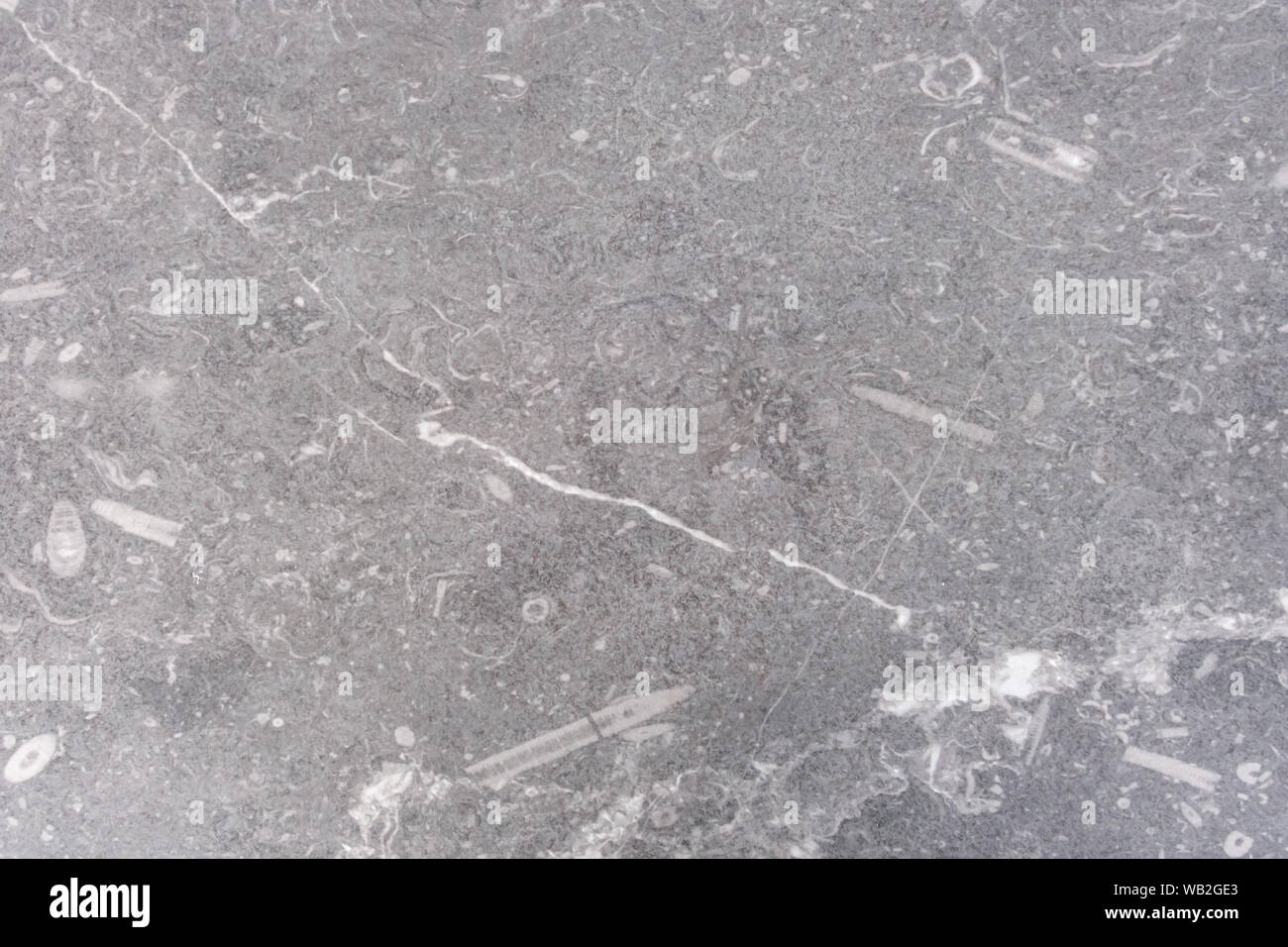 The structure of natural concrete with white veins. The texture of gray ...