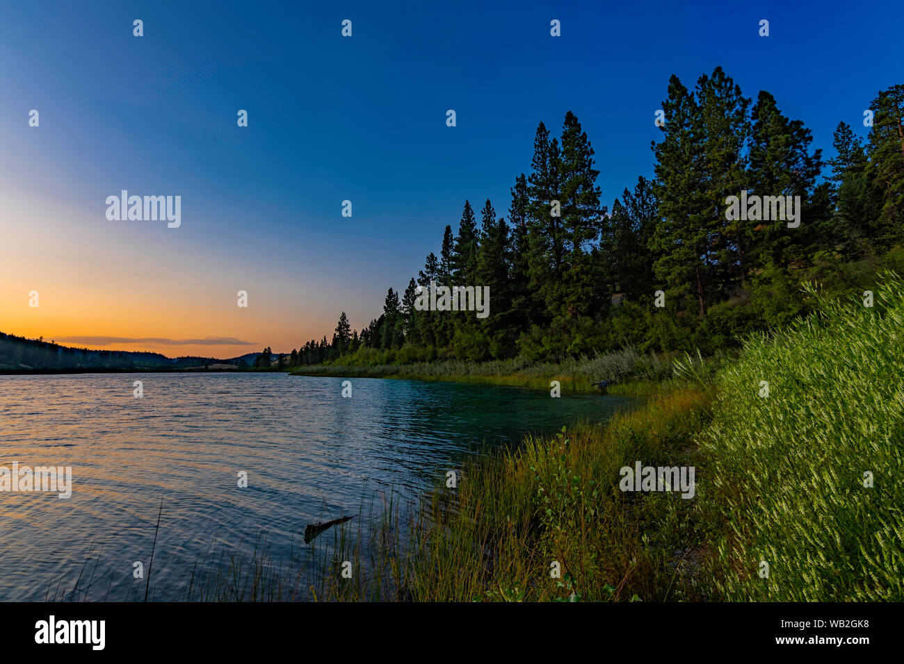 British columbia canada shore pine hi-res stock photography and images ...