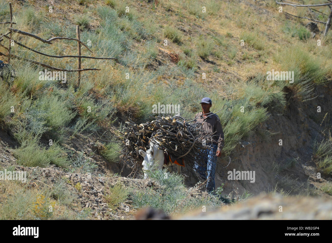 Draft donkey near the village of Asraf in the Nuratau mountains ...