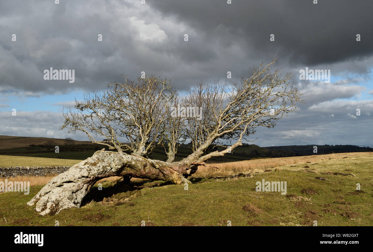 Back Of Skiddaw High Resolution Stock Photography and Images - Alamy