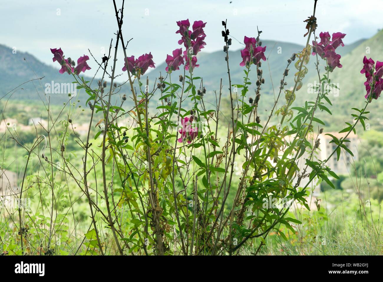 Red dragon flowers Stock Photo - Alamy