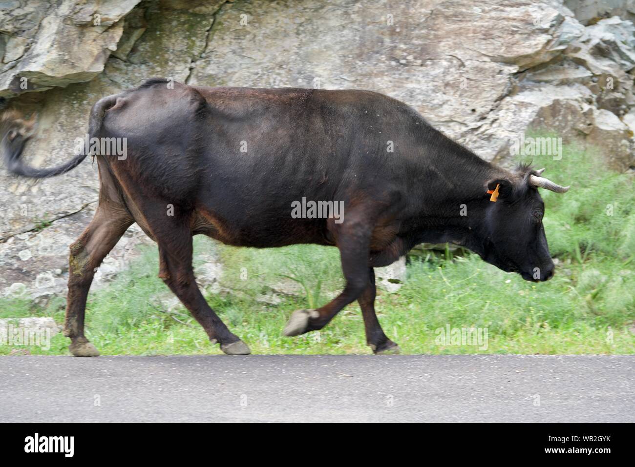 brown cow walking in front of a rock Stock Photo - Alamy