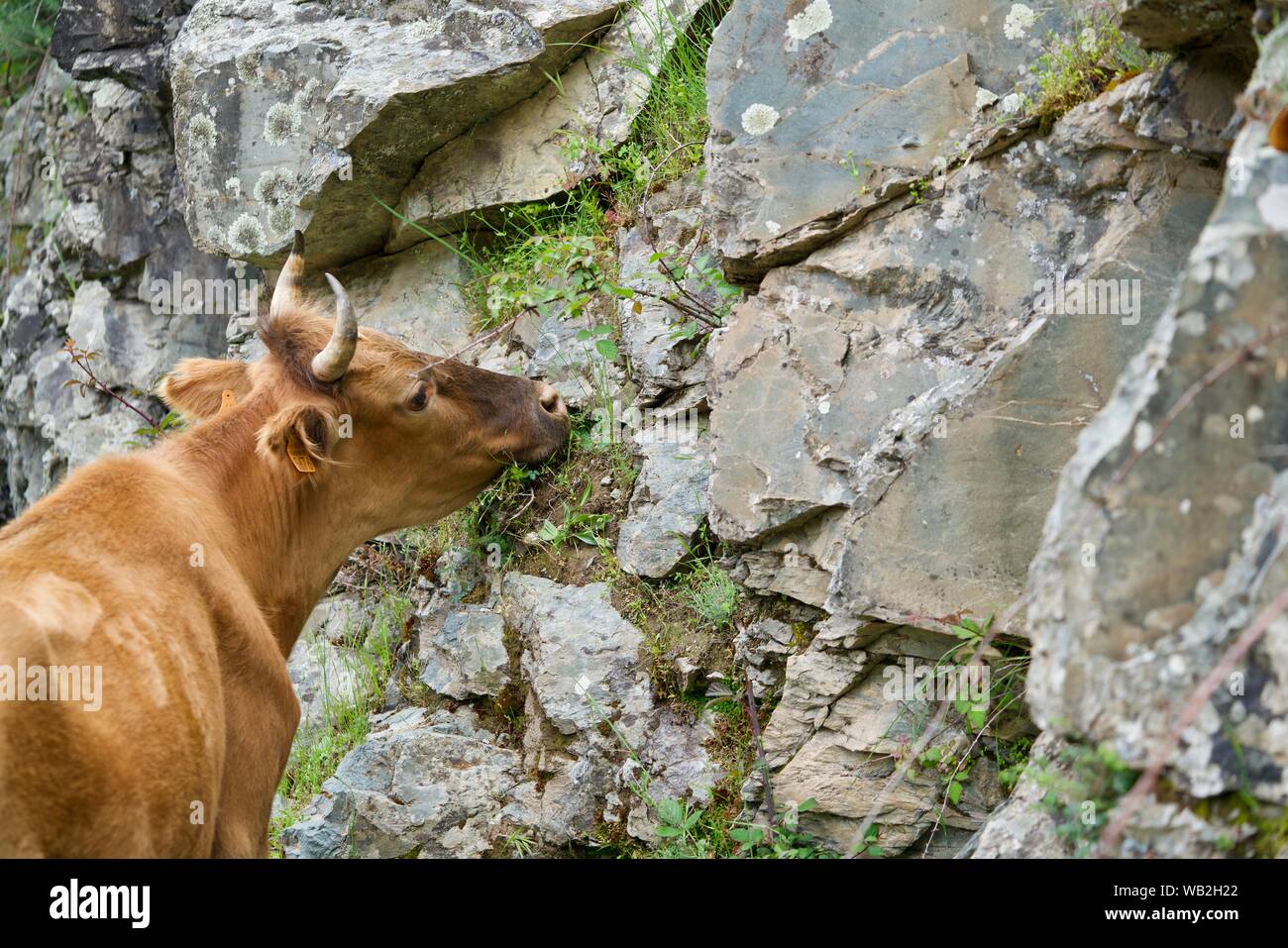 Eating plants hi-res stock photography and images - Alamy