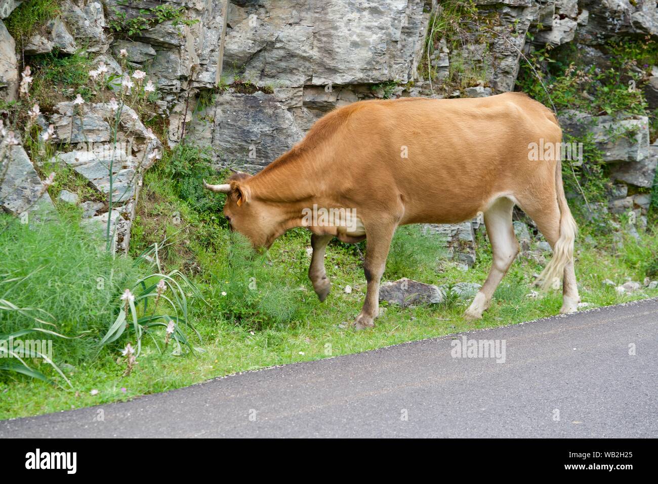 Cow front view hi-res stock photography and images - Alamy