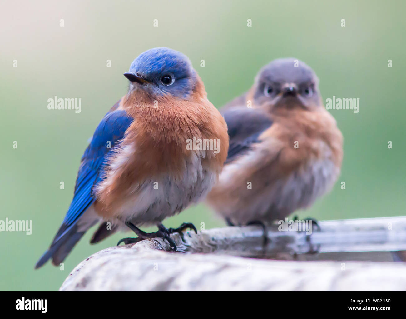 Female bluebird hi-res stock photography and images - Alamy