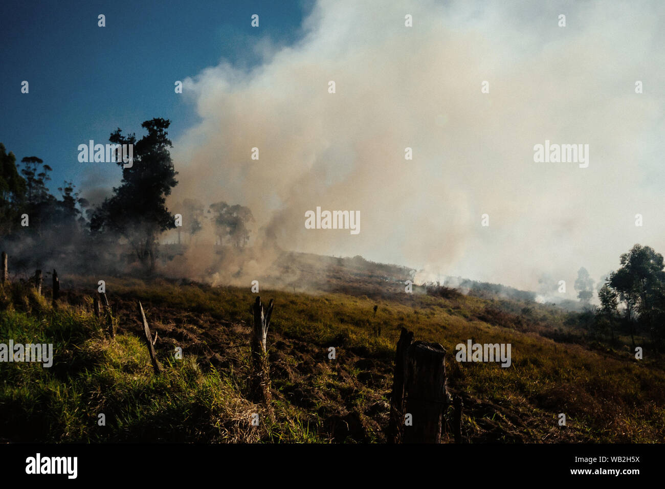 Fire on a fenced pasture clearing in the brazilian atlantic rainforest ...