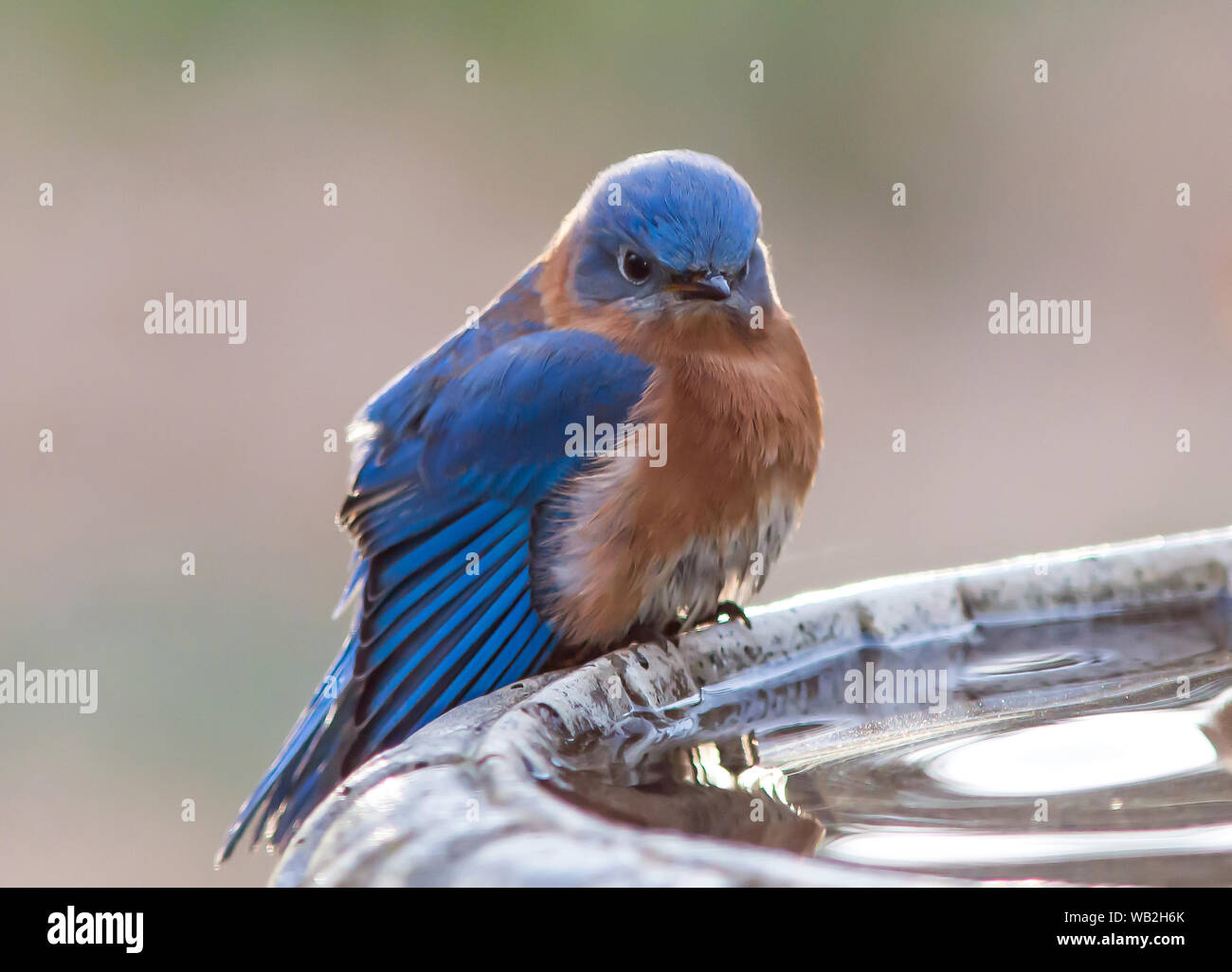 Mad look hi-res stock photography and images - Alamy