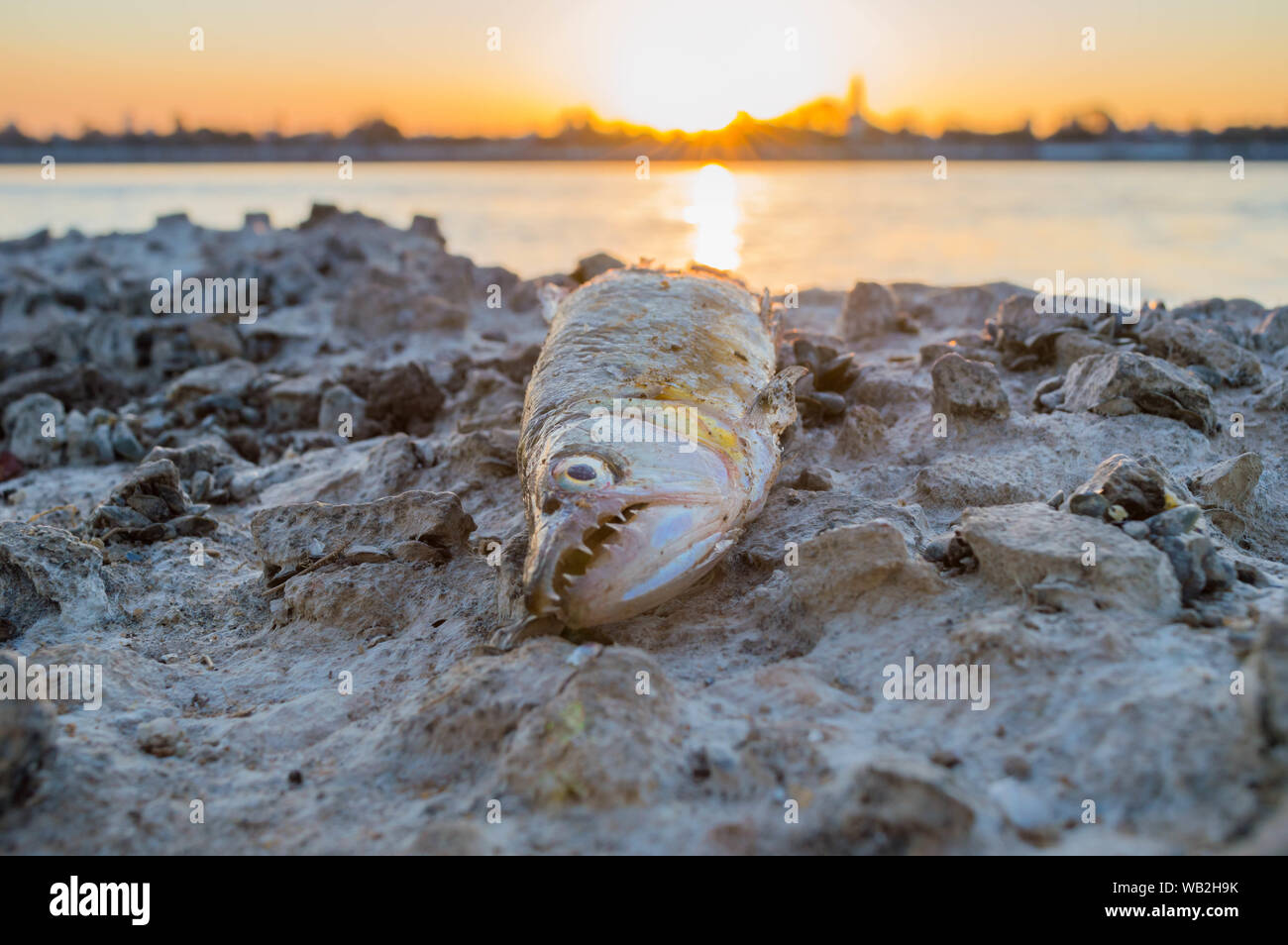 Dead fish on the beach for possible contamination Stock Photo - Alamy