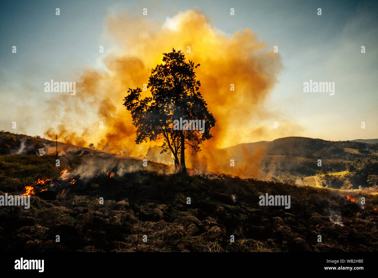 Tree burning on a forest clearing opened for cattle in the brazilian ...