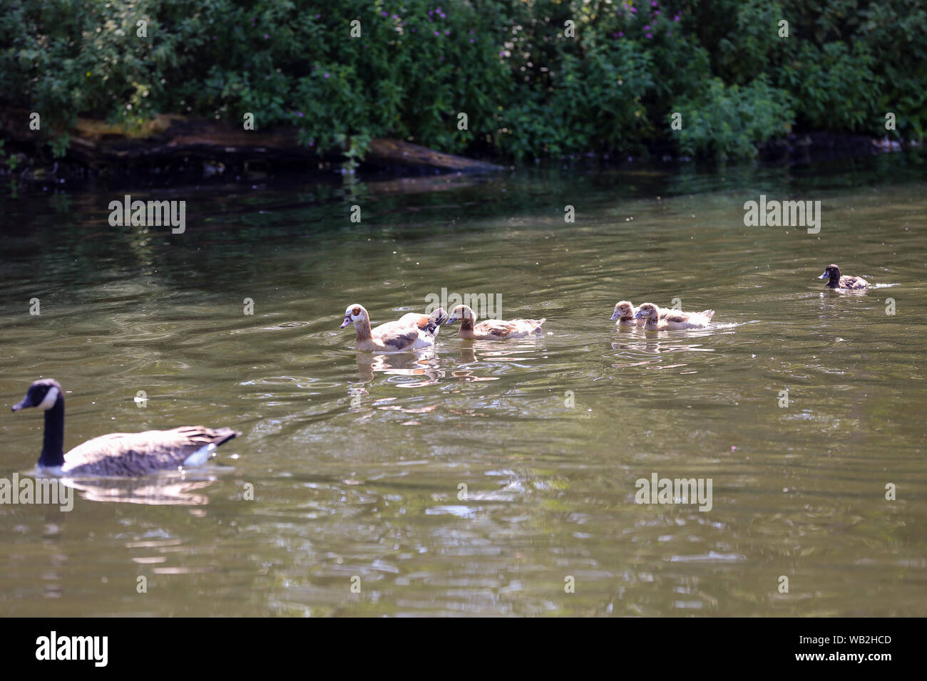 London, UK. 22nd Aug, 2019. A duck and ducklings seen at the Hyde Park ...