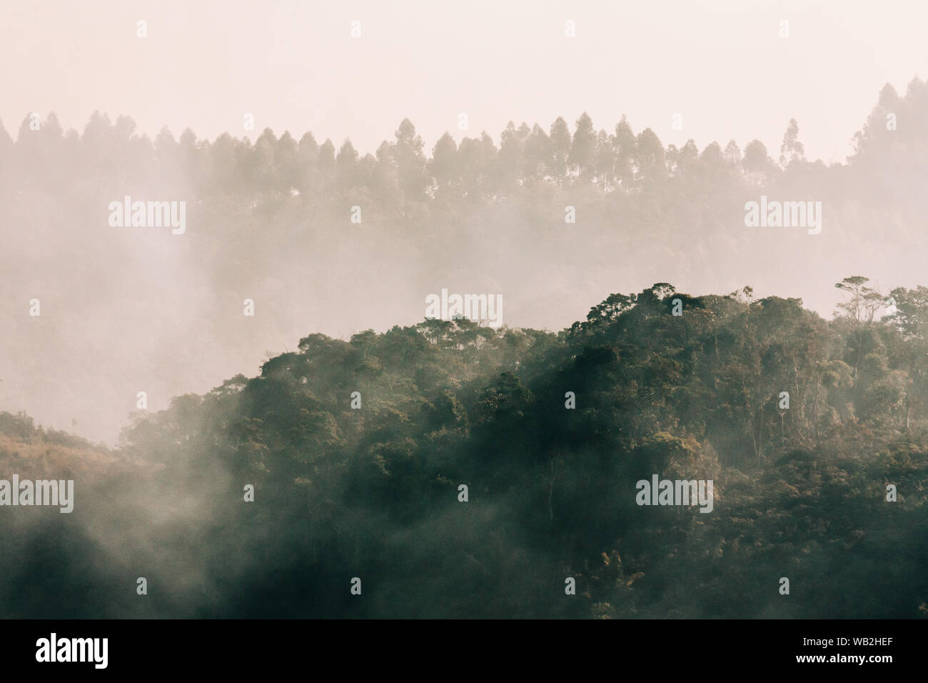 Rainforest deforestation fire hi-res stock photography and images - Alamy