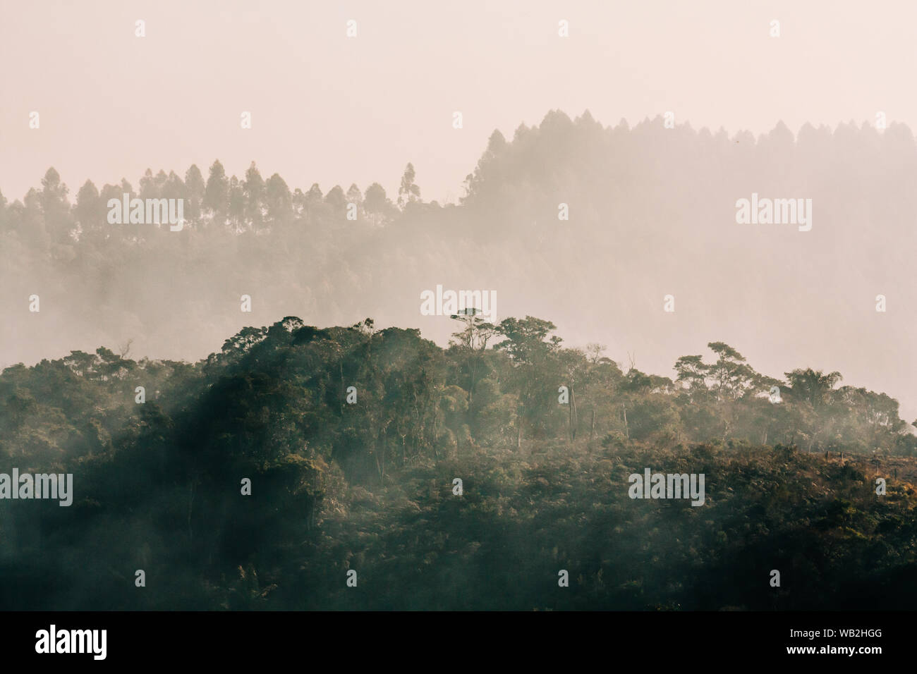 Rainforest deforestation fire hi-res stock photography and images - Alamy