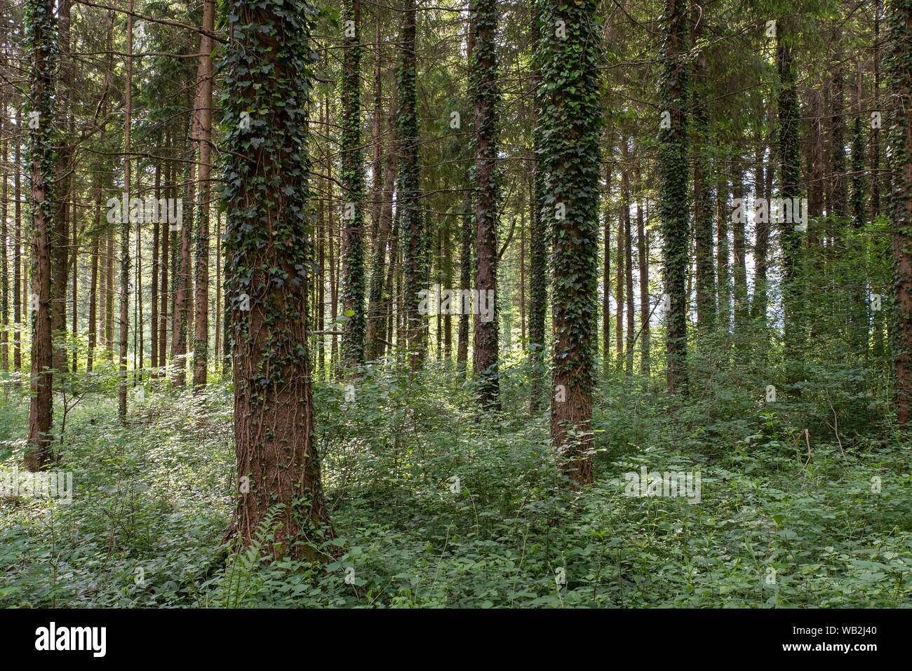 Coniferous forest with ivy-covered tree trunks, Vorarlberg, Austria ...