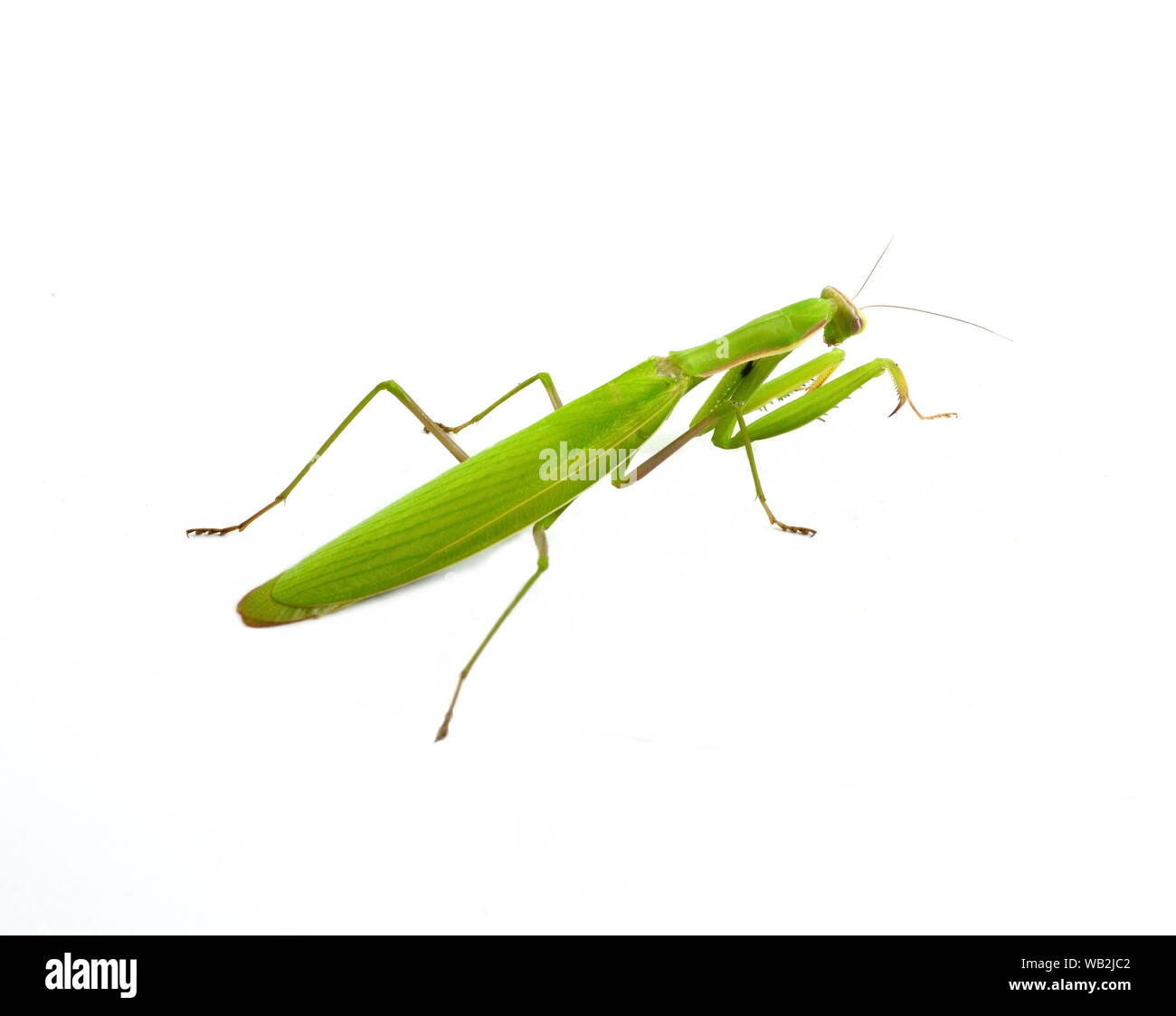 Female European Mantis or Praying Mantis, Mantis religiosa Stock Photo ...