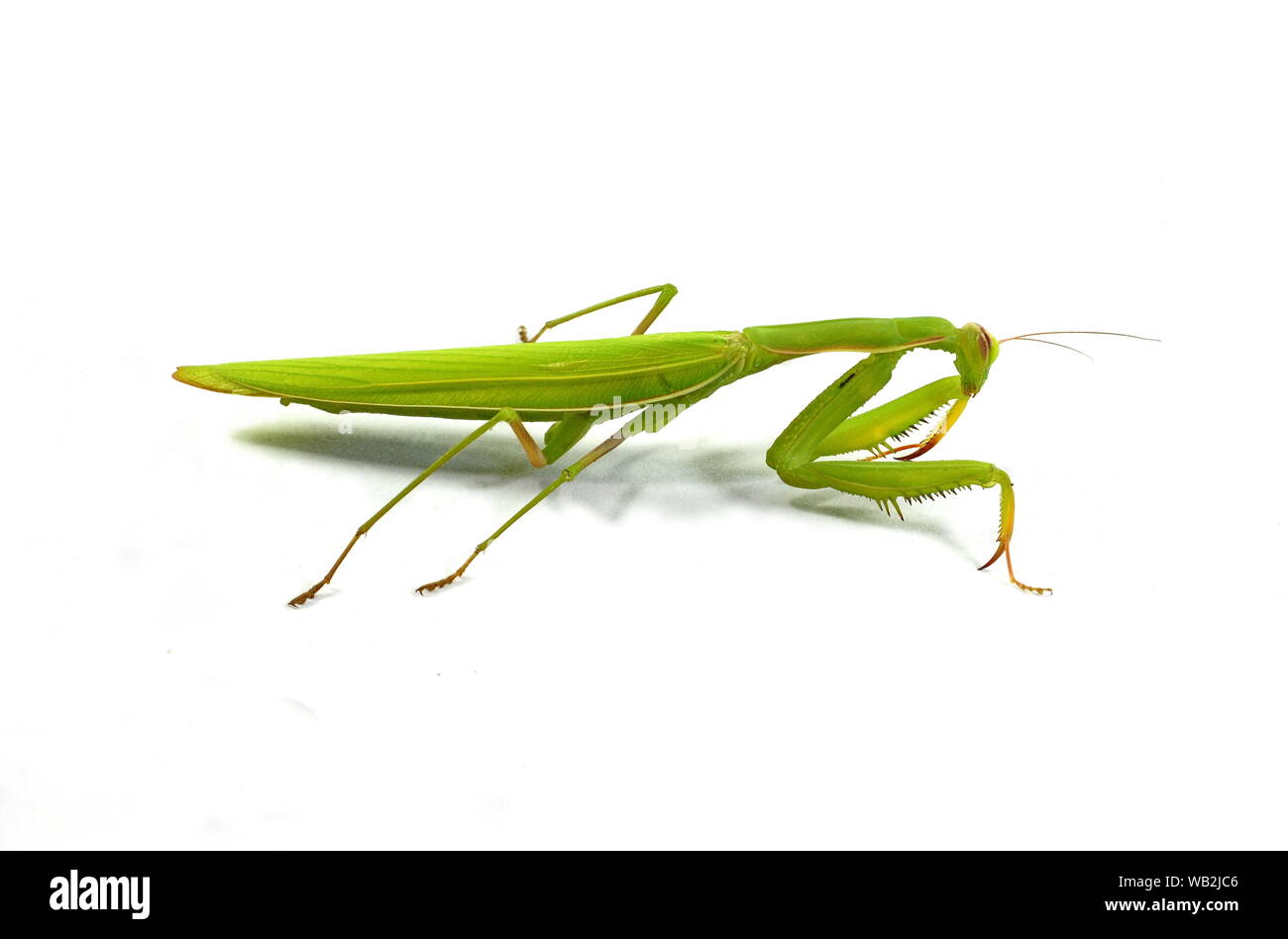 Female European Mantis or Praying Mantis, Mantis religiosa Stock Photo ...