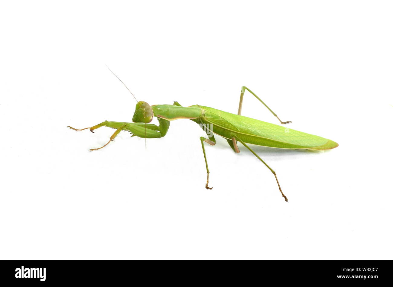 Female European Mantis or Praying Mantis, Mantis religiosa Stock Photo ...