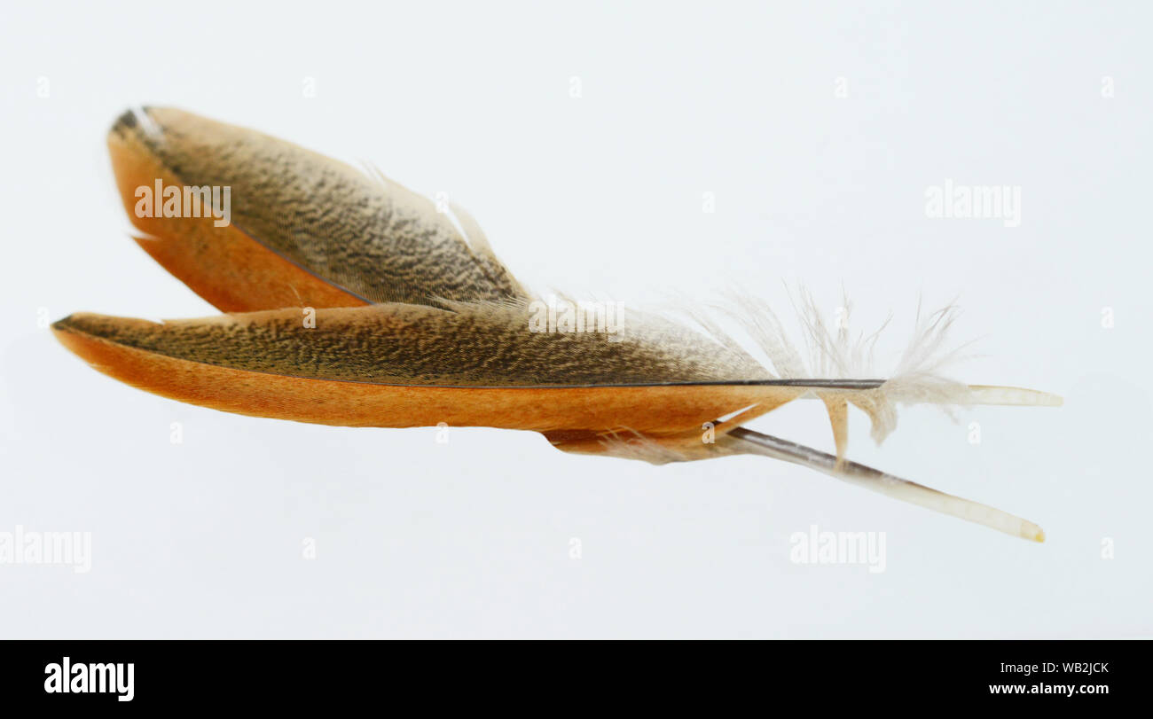 Pheasant feather hi-res stock photography and images - Alamy