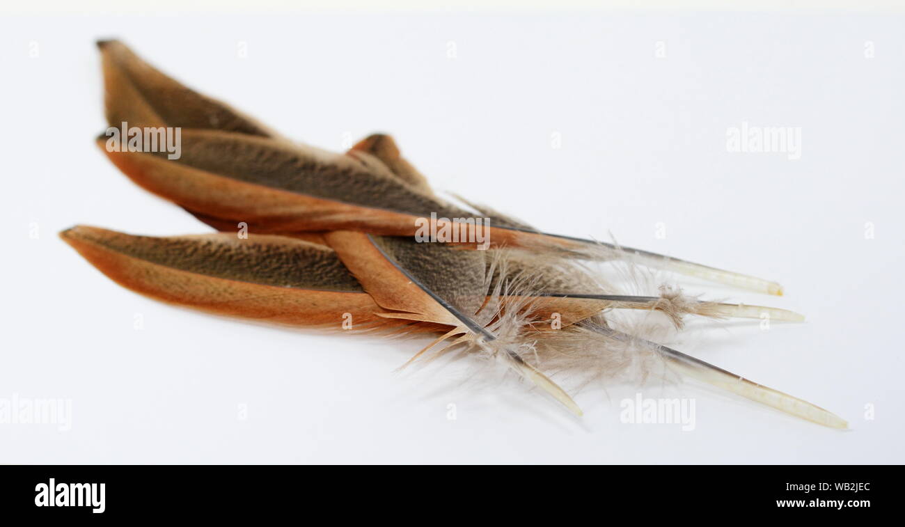 Pheasant Patterns High Resolution Stock Photography and Images - Alamy