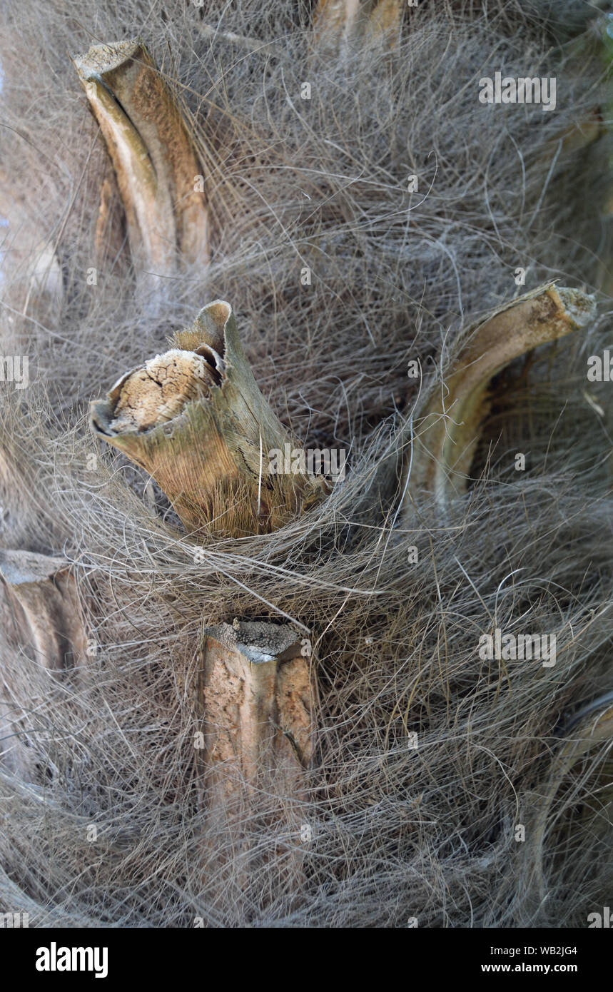 Tree fern trunk with ends of trimmed fronds Stock Photo - Alamy