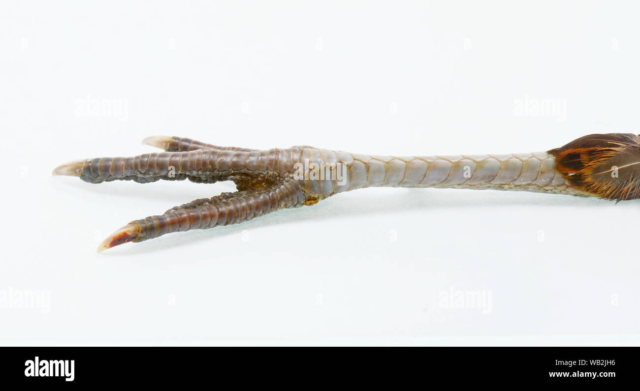Pheasant legs. Cute bird feet. Beautiful bird. Beautiful pheasant ... Pheasant legs. Cute bird feet. Beautiful bird. Beautiful pheasant ...