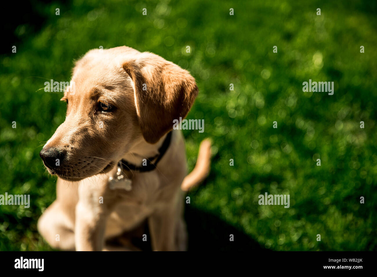 Golden Labrador enjoying some sun in the garden Stock Photo - Alamy