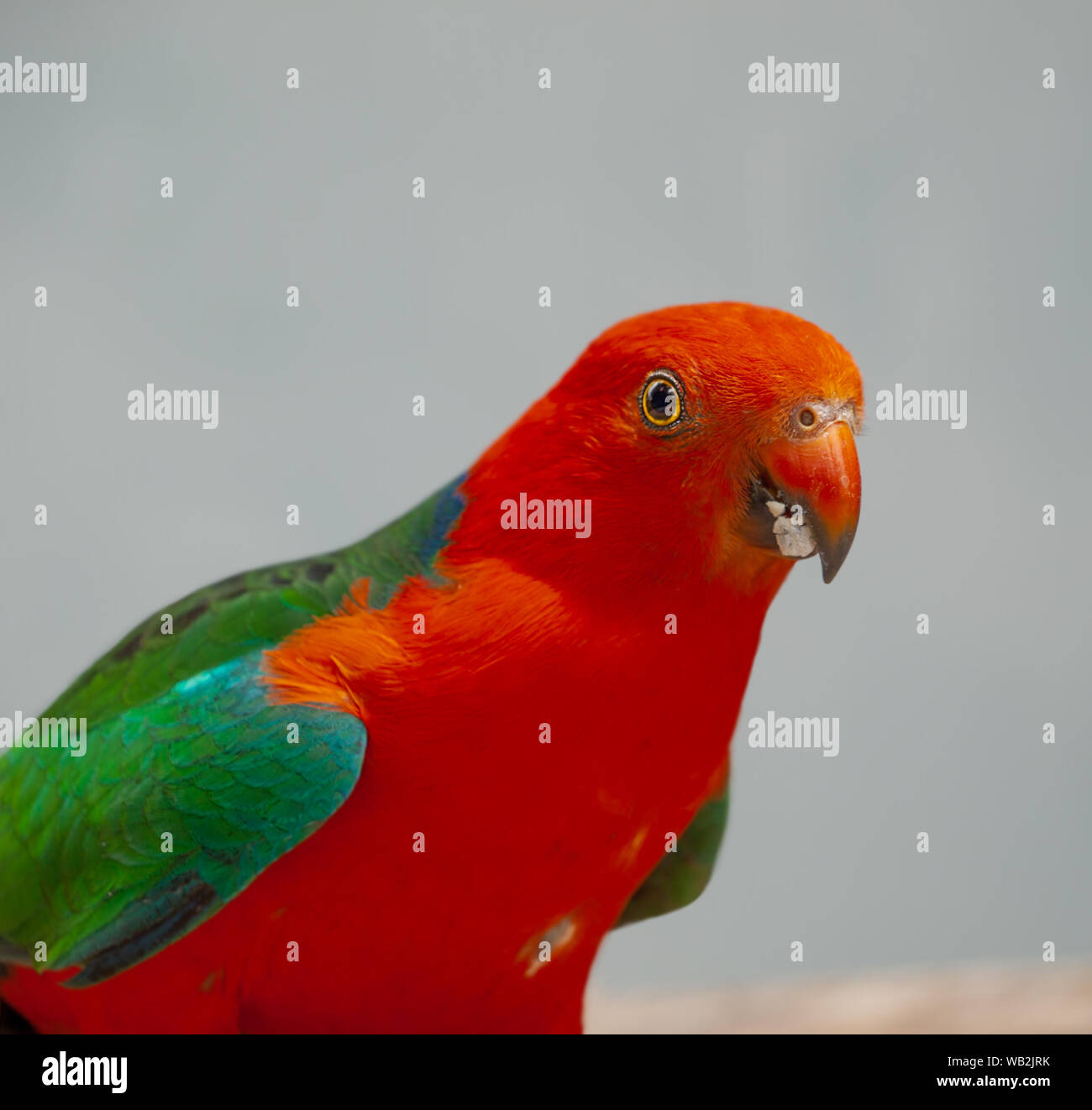 Australian parrot hi-res stock photography and images - Alamy