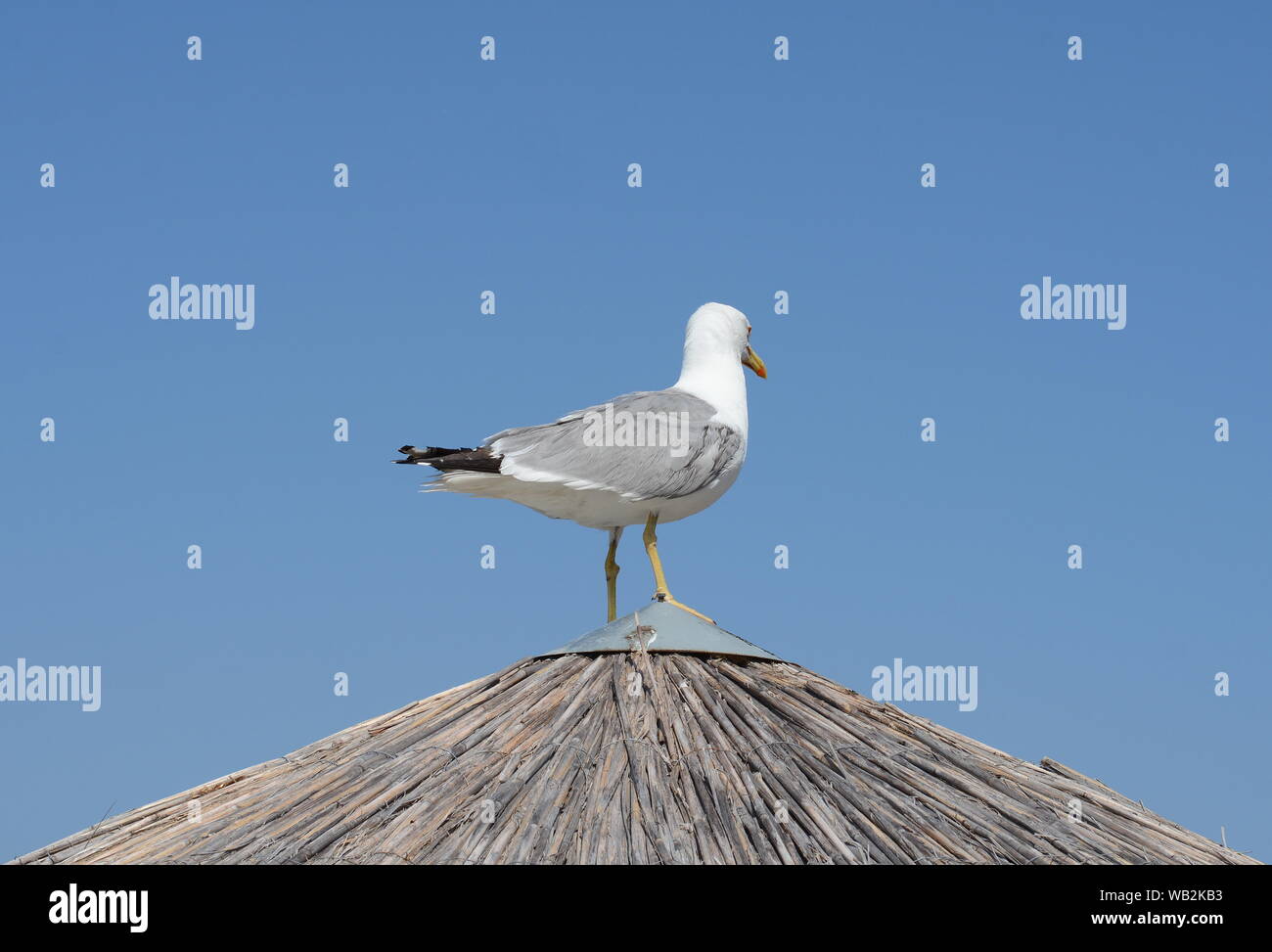 seagull running on the shore Close up view of white birds seagulls ...