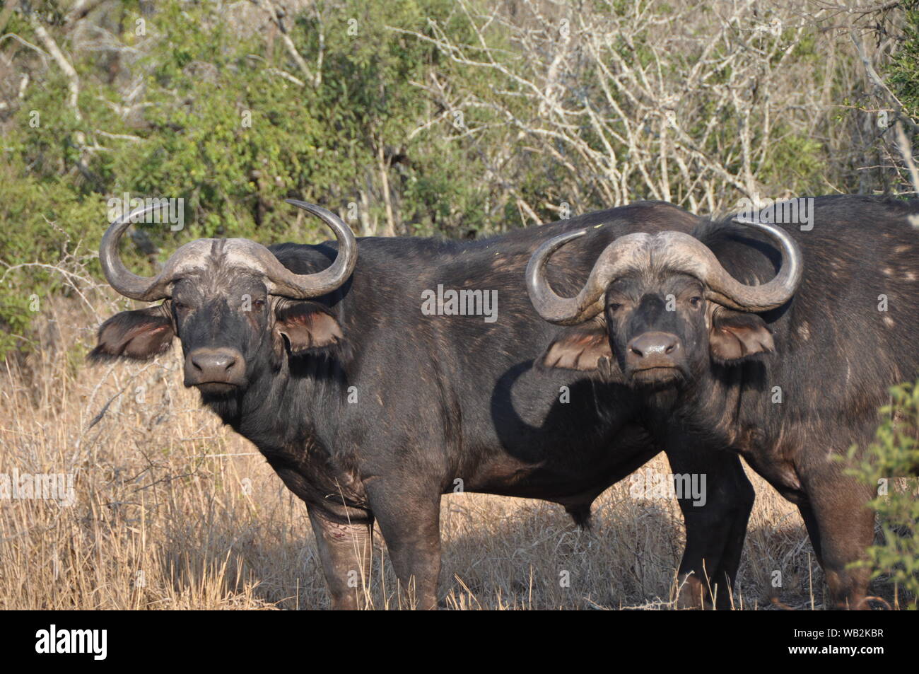 Dont get to close hi-res stock photography and images - Alamy