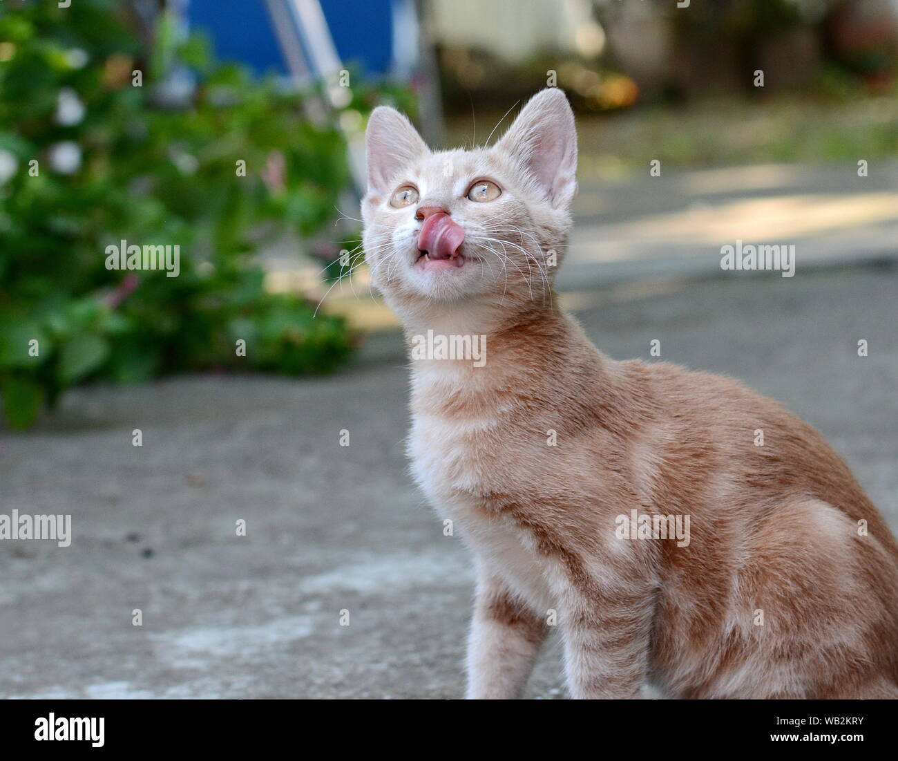 Playful tabby cat licks lips hi-res stock photography and images - Alamy