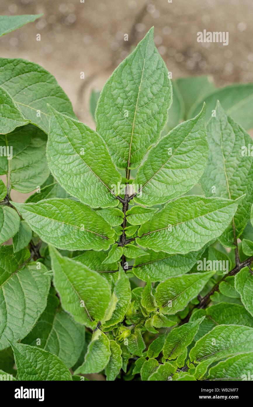 Green potato plant. Leaf of vegetable. Organic food agriculture in ...