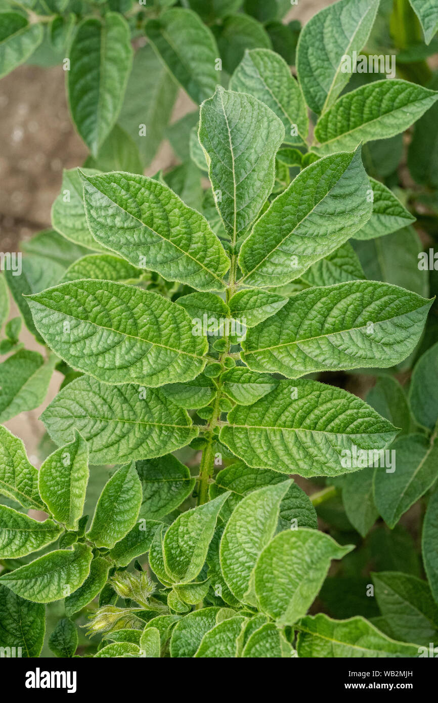 Green potato plant. Leaf of vegetable. Organic food agriculture in ...