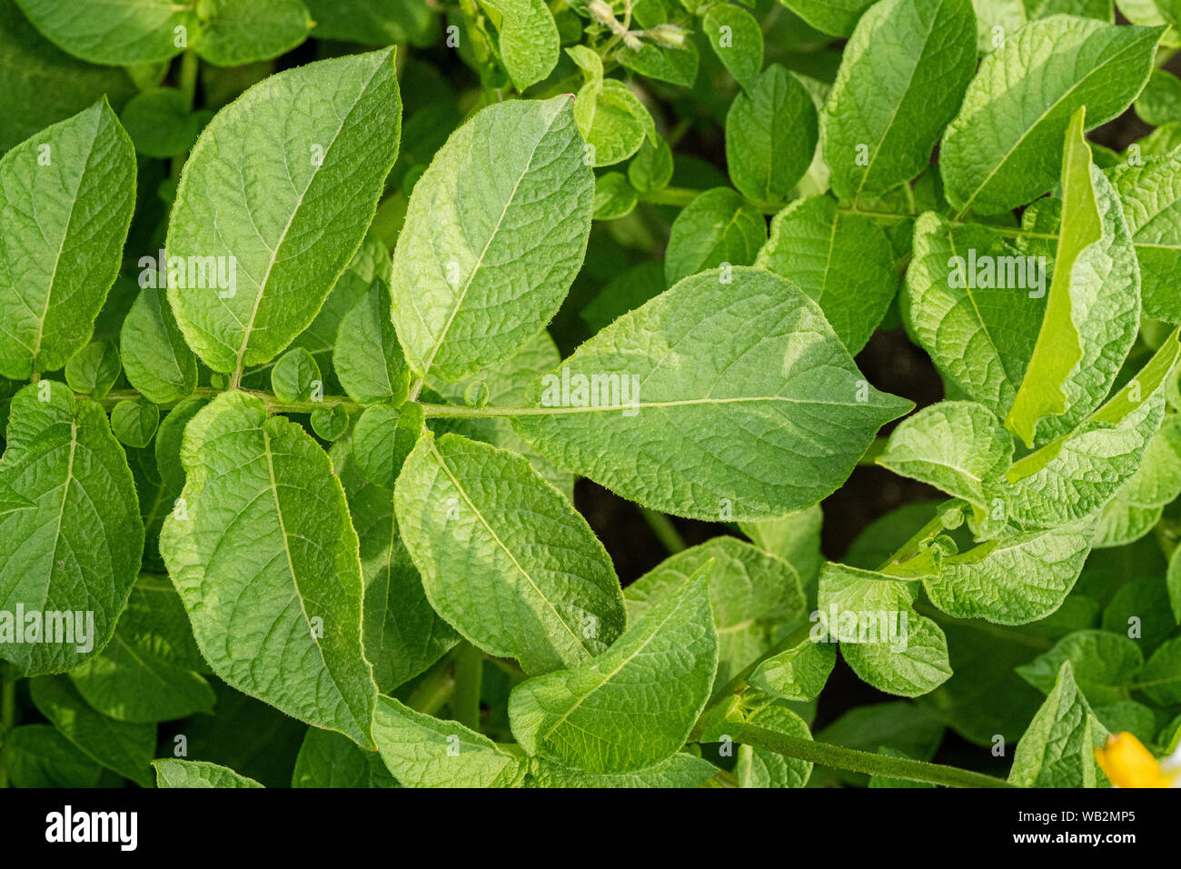 Green potato plant. Leaf of vegetable. Organic food agriculture in ...