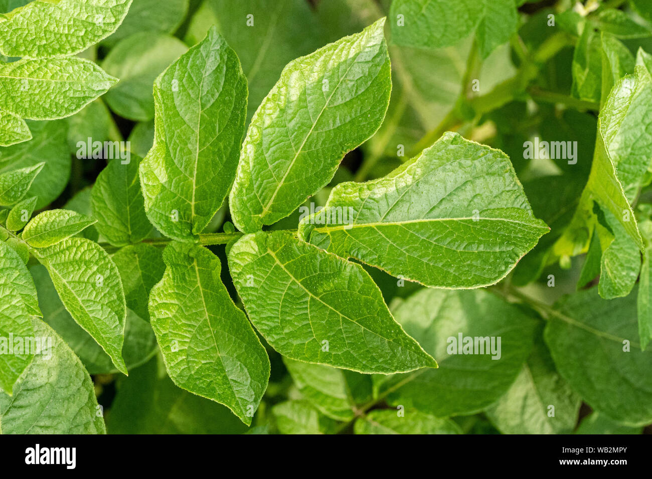 Green potato plant. Leaf of vegetable. Organic food agriculture in ...